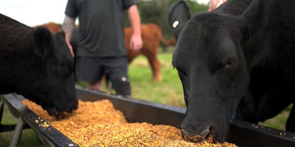 Central Florida Beef